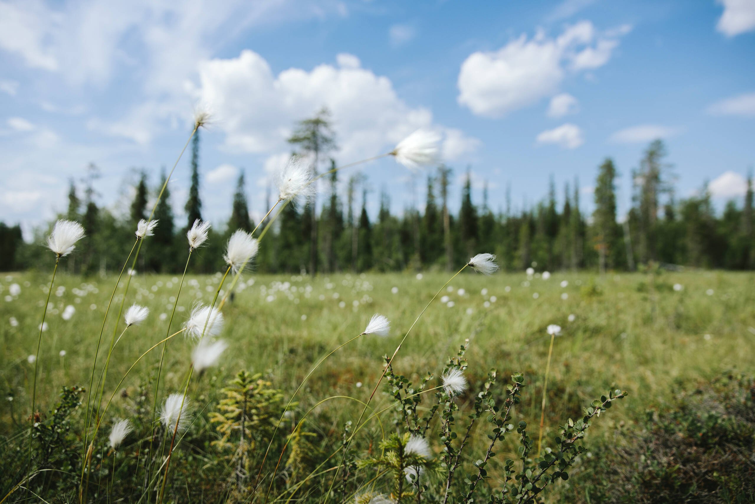 Miksi metsiä kannattaa suojella?